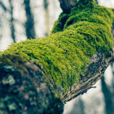 Green Moss on Brown Tree Trunk Full HD - KDE Store