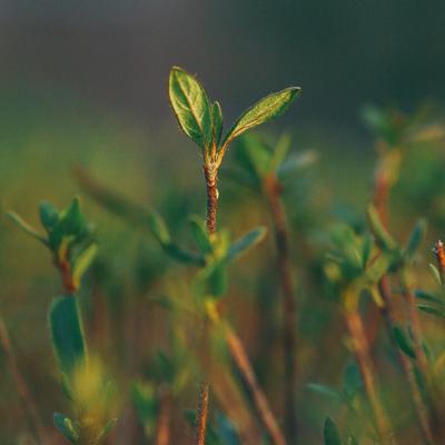 Leaf Full HD - KDE Store