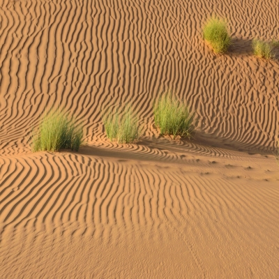 Green Grass on Brown Sand Full HD - KDE Store