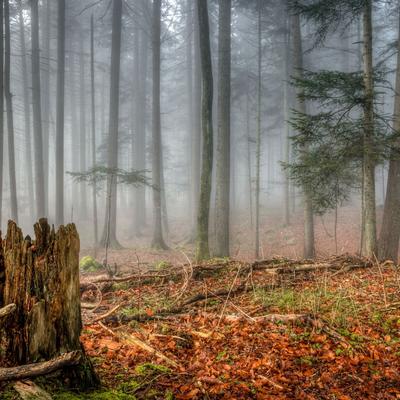 Brown Tree Trunk on Brown Dried Leaves Full HD - KDE Store
