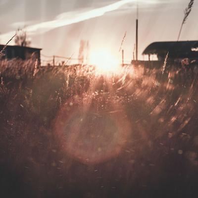 Sun Rays Coming Through Trees Full HD - KDE Store