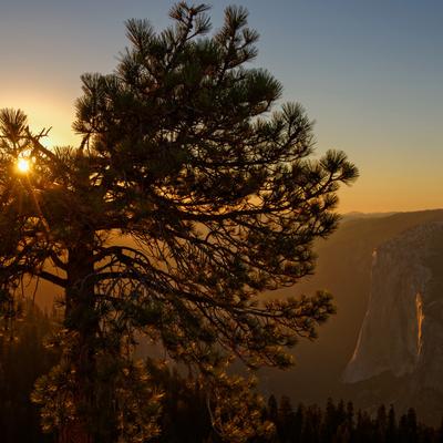 Green Tree Near Mountain During Sunset Full HD - KDE Store