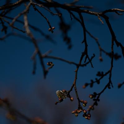 Brown Leaves on Tree Branch Full HD - KDE Store
