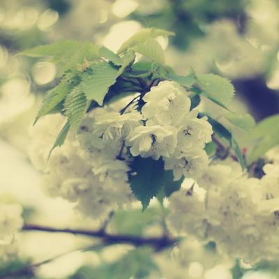 White Flowers in Tilt Shift Lens Full HD - KDE Store