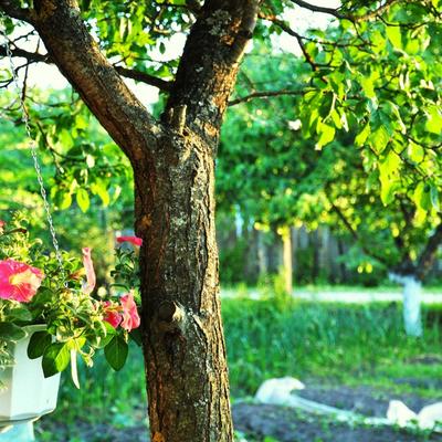 Red Rose on Tree Branch Full HD - KDE Store