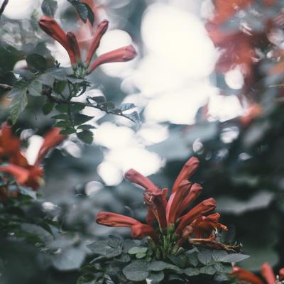 Red and White Leaves During Daytime Full HD - KDE Store