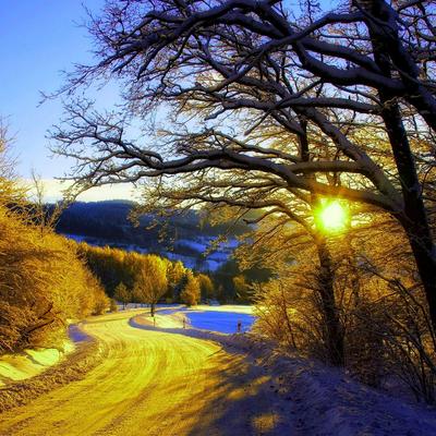 Brown Trees on Brown Field During Daytime Full HD - KDE Store