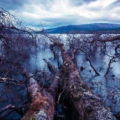 Nature Fallen Trees In The Lake - KDE Store