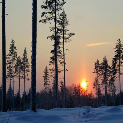 Snow Covered Trees During Sunset Full HD - KDE Store