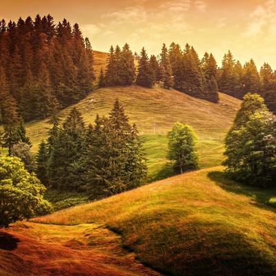 Sun Rays Coming Through Green Trees Full HD - KDE Store