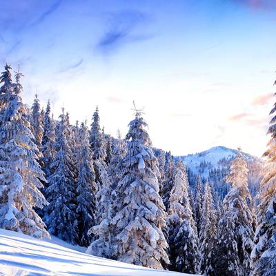 Snow Covered Pine Trees and Mountains - KDE Store