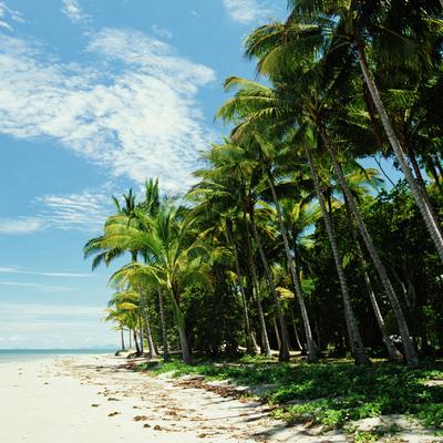 Green Palm Trees on White Sand Beach - KDE Store