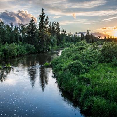 Green Trees Beside River - KDE Store