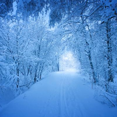 Snow Covered Trees During Daytime Full HD - KDE Store