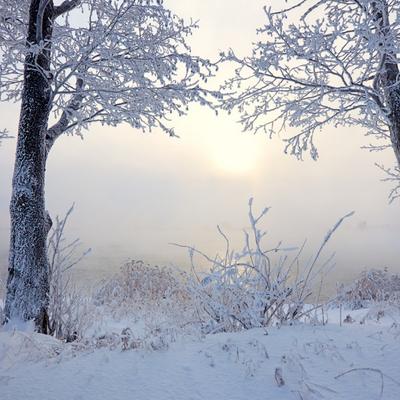 Leafless Trees Covered by Snow - KDE Store