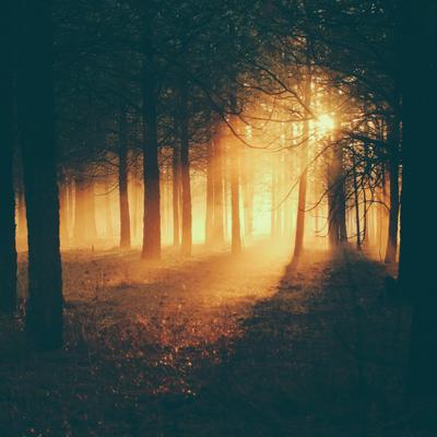 Silhouette of Trees During Sunset Full HD - KDE Store