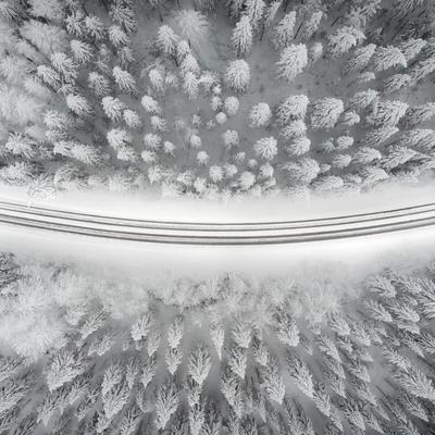 Tree Full HD - KDE Store