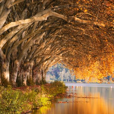 Nature Natural Landscape Reflection Tree Water Full HD - KDE Store