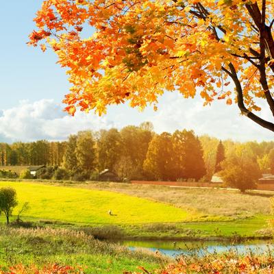 Brown Leaf Tree on Green Grass Field During Daytime Full HD - KDE Store