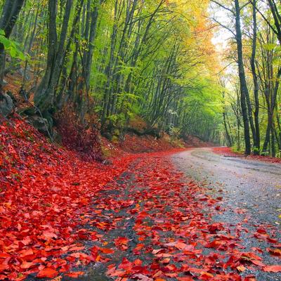 Red Leaves on Road Between Green Trees During Daytime - KDE Store