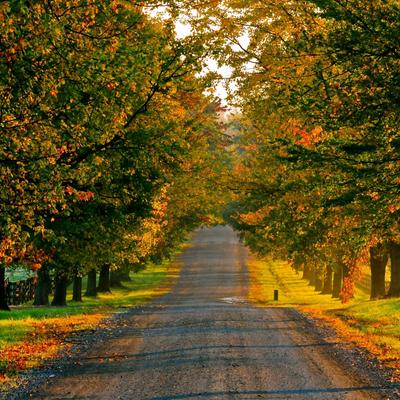 Gray Concrete Road Between Green and Brown Trees During - KDE Store