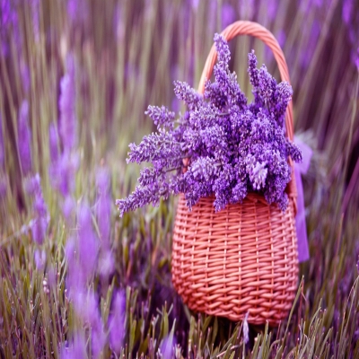 basket lavender-Plant - KDE Store