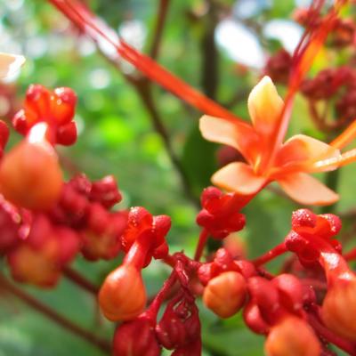 red flower-Plant HD Wallpaper - KDE Store