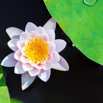 Pink Lotus Leaf 2022 Summer Plant - KDE Store