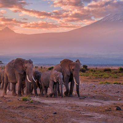 Elephants Mount Kilimanjaro Amboseli Kenya - KDE Store