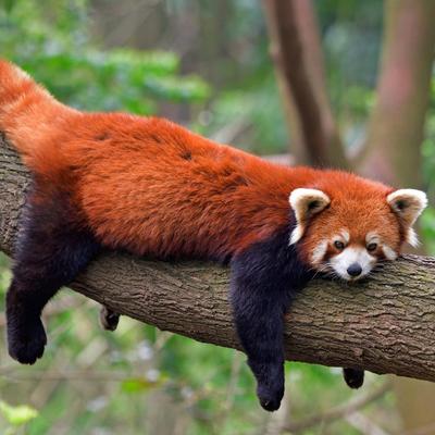 Red Panda China 2022 - KDE Store