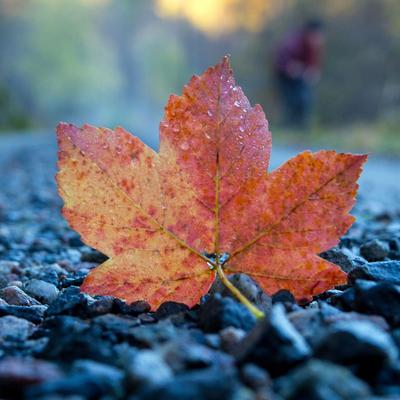 Fallen Leaf Stones 2022 - KDE Store