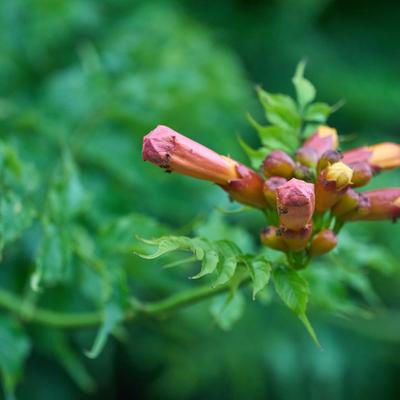 2023 Spring Fresh Plants Leaves - KDE Store