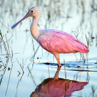 Roseate Spoonbill Bird - KDE Store