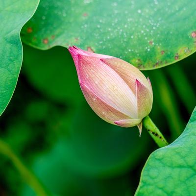 Green leaf Lotus 2019 Summer - KDE Store