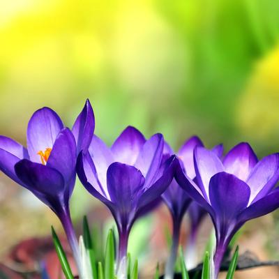 Purple Orchid Bloom Macro Spring Easter - KDE Store