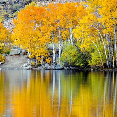 Jungle Lake Autumn Aspen Reflection California - KDE Store