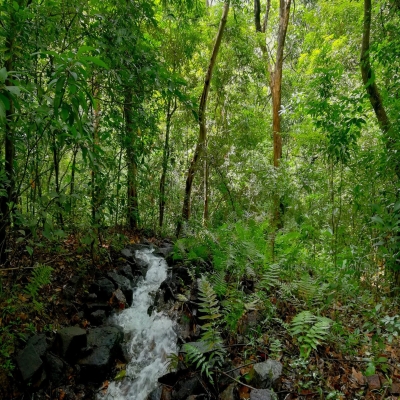 beautiful forest - KDE Store