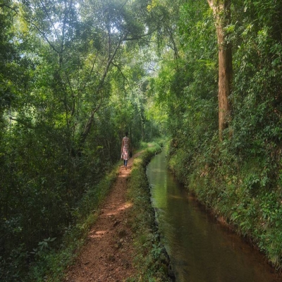 beautiful forest - KDE Store