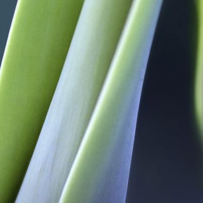 leaves closeup-2017 Abstract Wallpapers - KDE Store