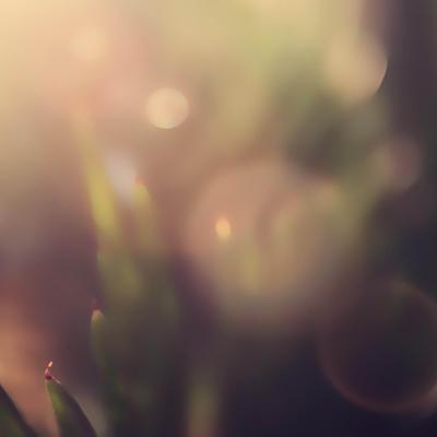 Leaves Macro-2012 Natural plant Featured wallp.. - KDE Store