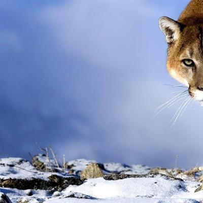 Snow leopard-Natural animal photography Wallpa.. - KDE Store