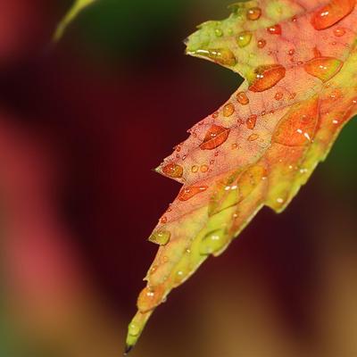 Autumn Leaf-natural plant wallpaper - KDE Store