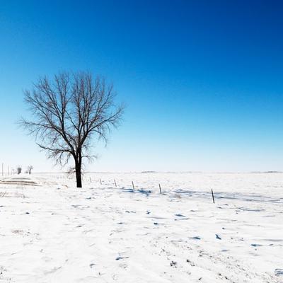 Snow Road Tree-Beautiful natural scenery wallp.. Snow_Road_T - KDE Store