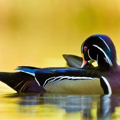 Wood duck Lake Animal Quebec Canada Bing 4K - KDE Store