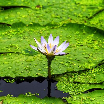Purple Water Lily Lotus Leaf Dew drops Plant 5.. - KDE Store