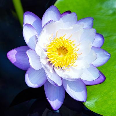 Purple Water lily Bloom 2024 Summer Flowers 5K - KDE Store