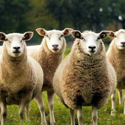 Iceland Mountains Coast Beach Sunrise Waves 5K added 56 seco - KDE Store