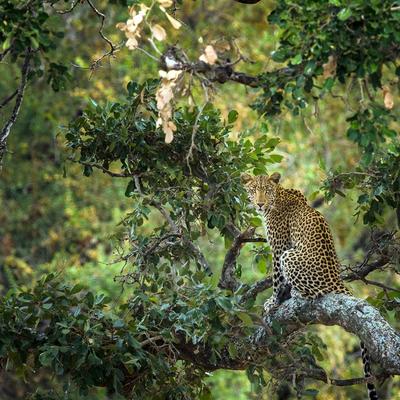 Leopard in a tree Kruger National Park South A.. - KDE Store