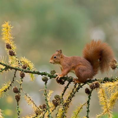 Eurasian red squirrel Netherlands Bing 4K - KDE Store