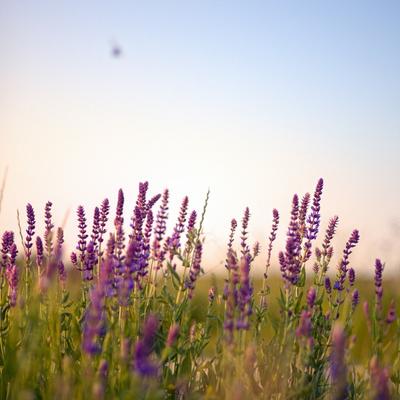 Purple Lavender Grassland Sunset Closeup 5K - KDE Store